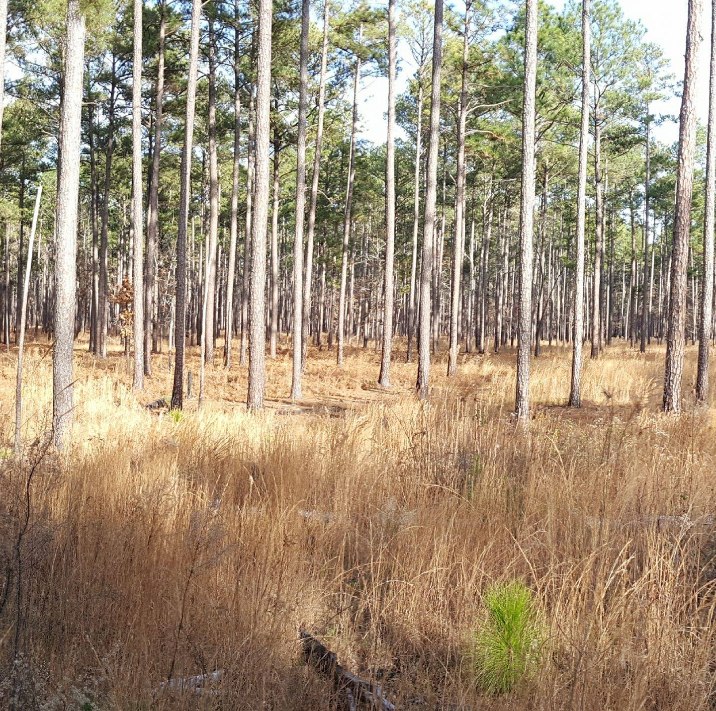 Timber Inventory & Appraisals – Red Hill Forestry, PLLC